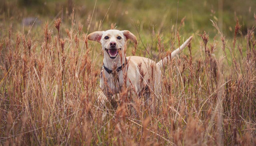 Hunting Dog Training: A Comprehensive Guide